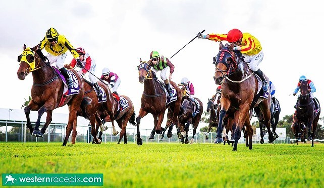 York Racing » Shire of York