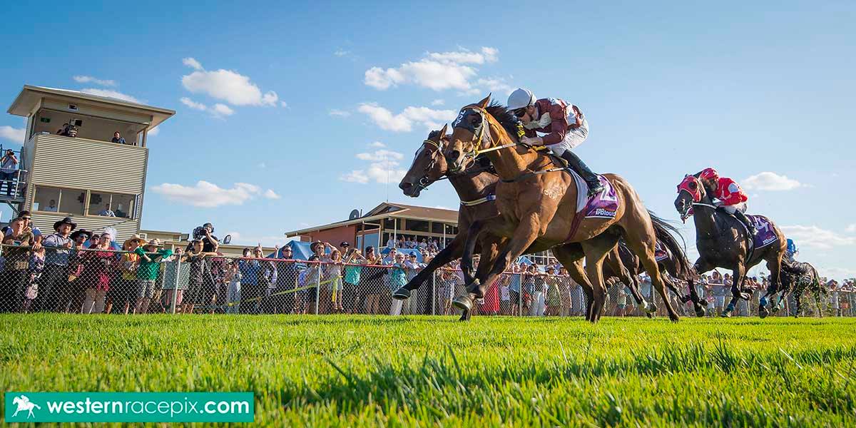 York Racing - "Rose of York" » Shire of York