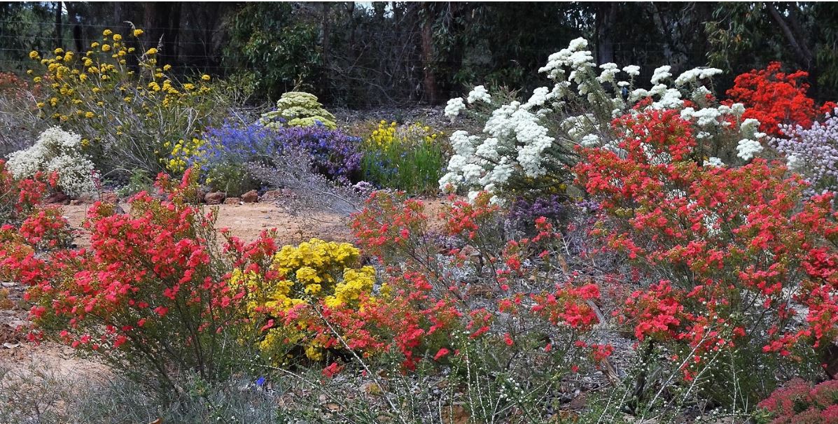 WA Native Plant Sale » Shire of York